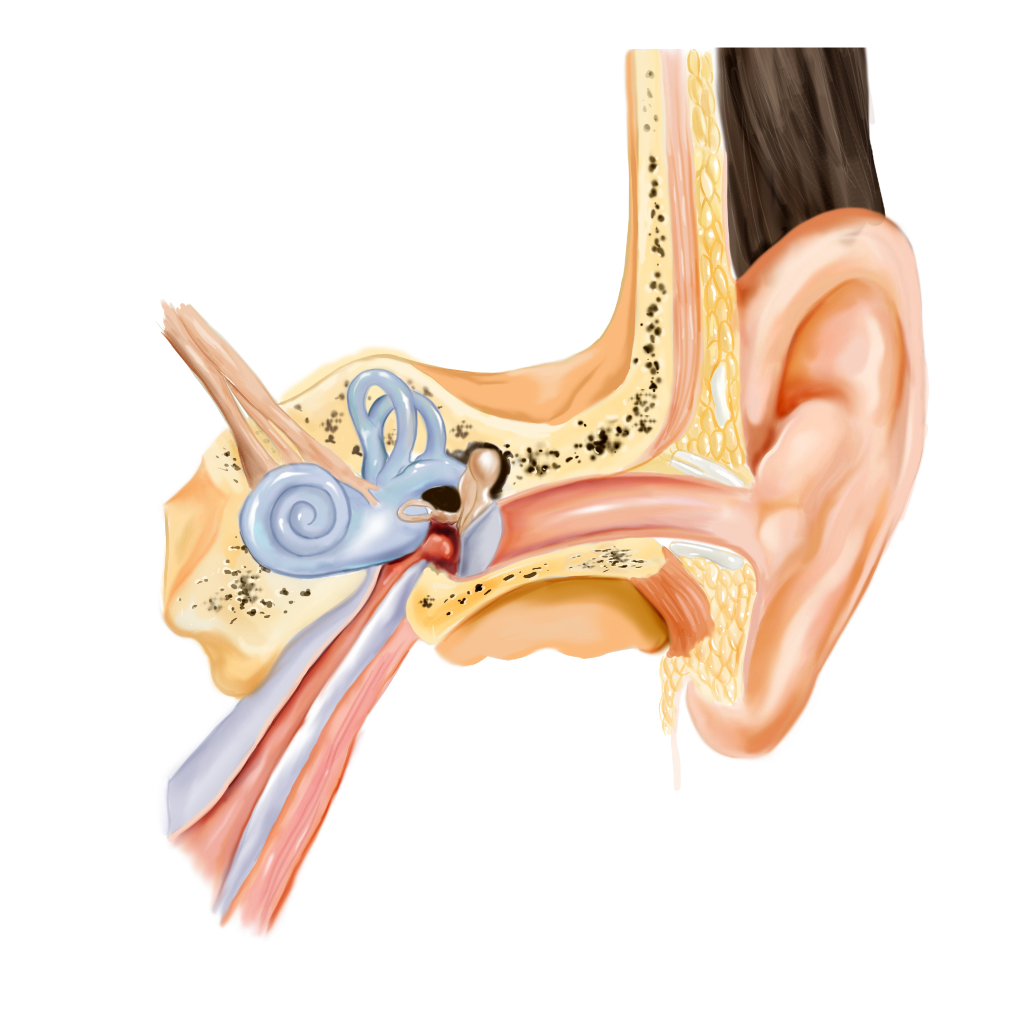 Middle Ear Infections: An Overview | The Healths Take